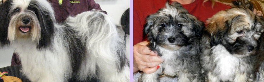 Kimbriel Kennels - Havanese, Papillons