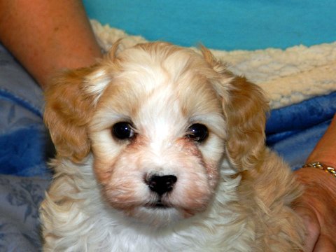 Kimbriel Kennels - Havanese, Papillons